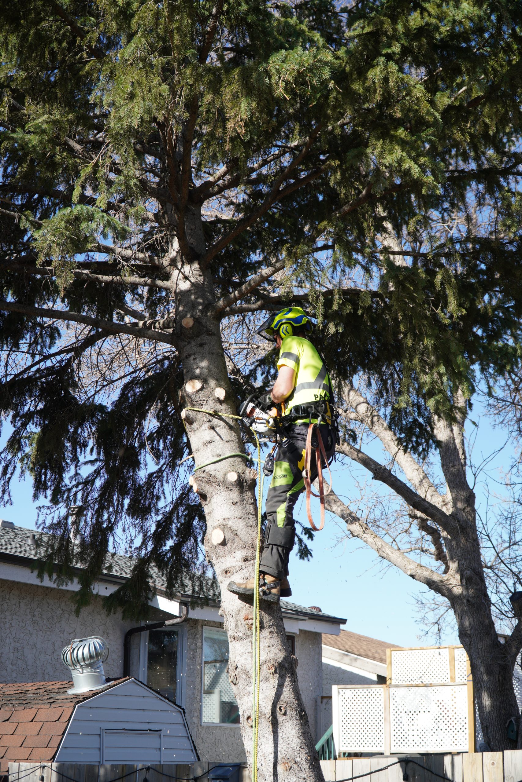ProperTree | Tree Removal & Stump Grinding in Regina